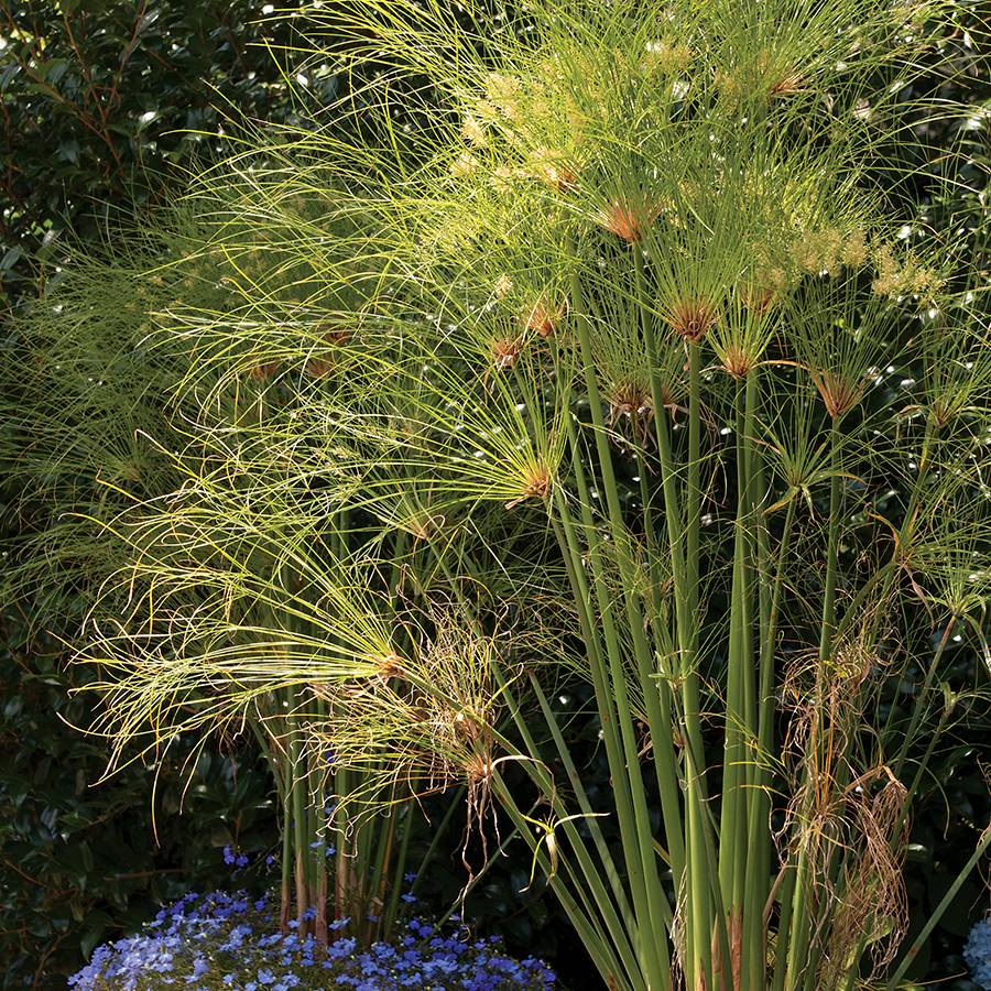 Papyrus, Cyperus | Urban Farmer