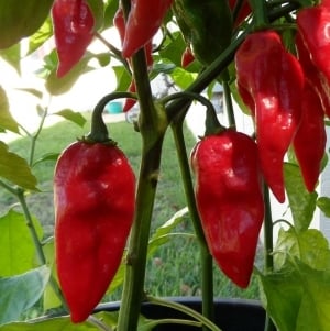 Devil's Tongue, Pepper Seeds | Urban Farmer
