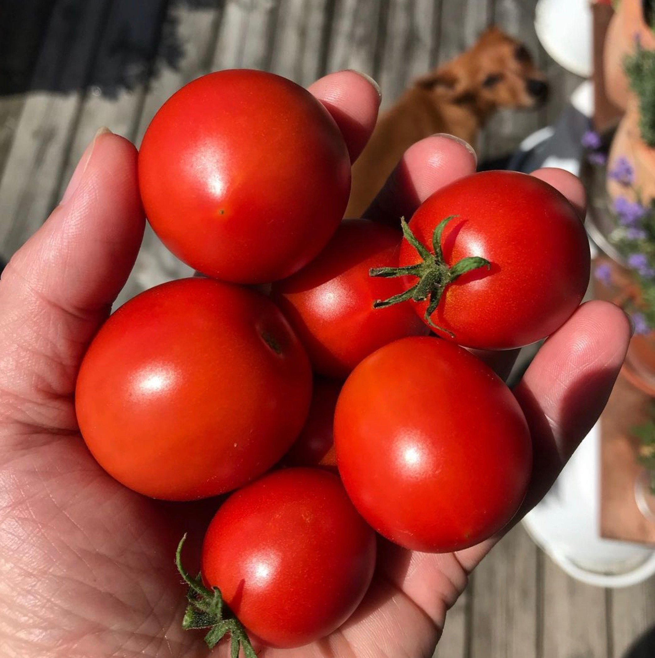 Sub Arctic Plenty, Tomato Seeds | Urban Farmer