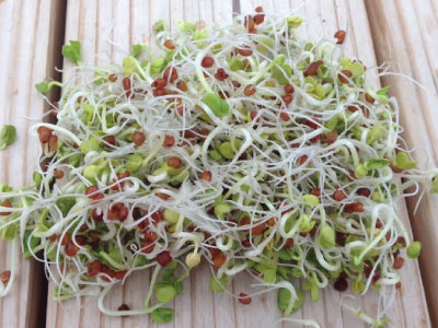 Daikon Radish, Sprout Seeds | Urban Farmer
