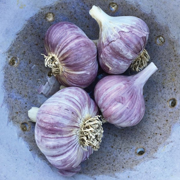 Metechi, Garlic Bulbs | Urban Farmer