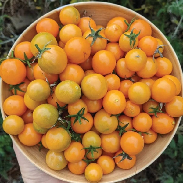 Honey Drop, Tomato Seeds | Urban Farmer