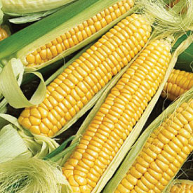Early Golden Bantam, Corn Seed | Urban Farmer