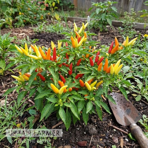 Quickfire, (F1) Pepper Seeds | Urban Farmer