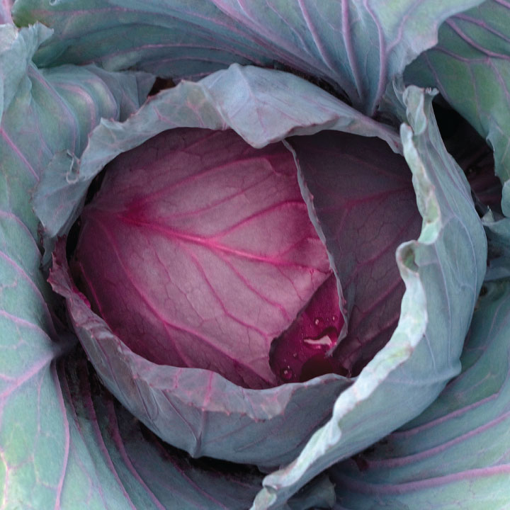 Red Jewel, (F1) Cabbage Seeds | Urban Farmer