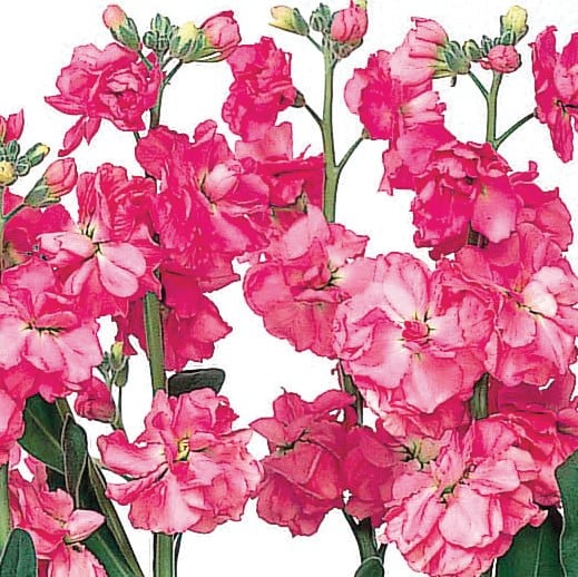 Rose Quartet, Stock Seeds | Urban Farmer