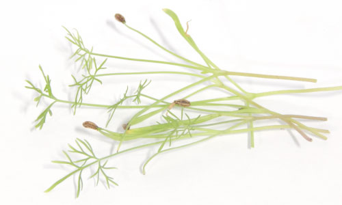 Florence Fennel, Microgreen Seeds | Urban Farmer