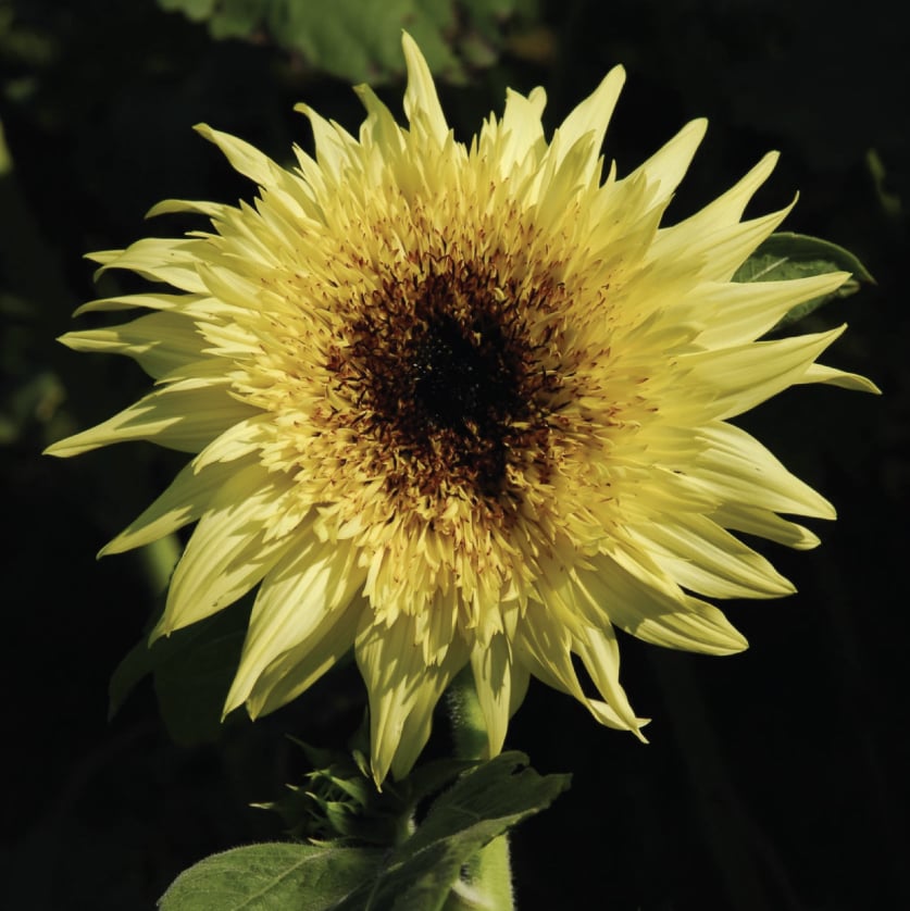 Starburst Lemon Éclair, (F1) Sunflower Seeds | Urban Farmer