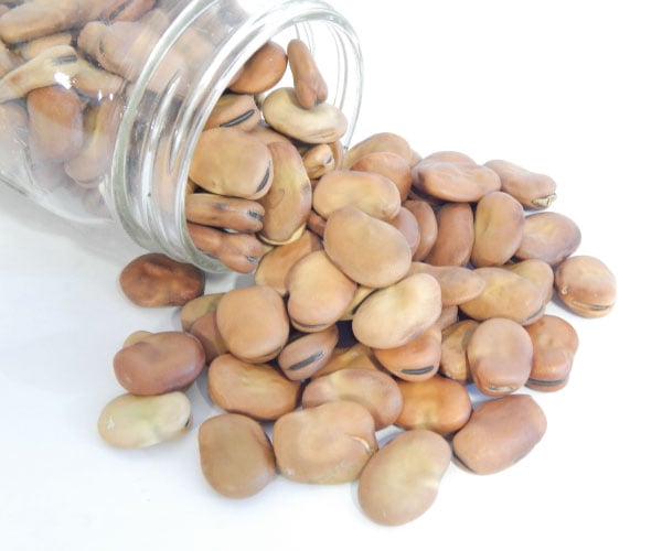 Broad Windsor Fava, Bean Seeds | Urban Farmer