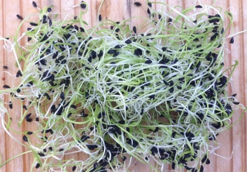 Chive, Sprout Seeds | Urban Farmer
