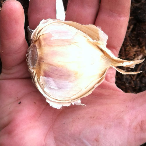 Montana Giant, Garlic Bulbs | Urban Farmer