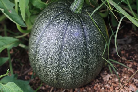 Tatume, Squash Seeds | Urban Farmer