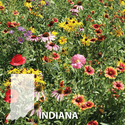 Indiana Blend, Wildflower Seed | Urban Farmer