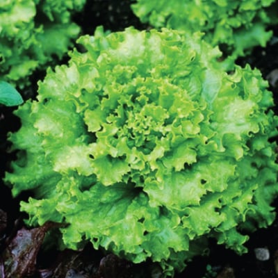 Grand Rapids TBR, Lettuce Seeds | Urban Farmer