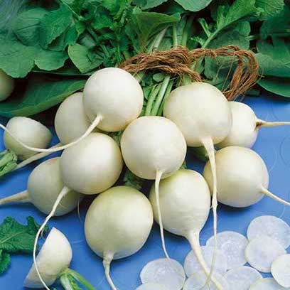 Philadelphia White Box, Radish Seeds | Urban Farmer