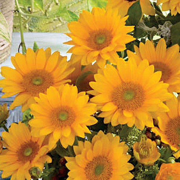 Vincent's® Fresh, (F1) Sunflower Seeds | Urban Farmer