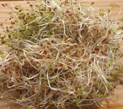 Alfalfa, Sprout Seeds | Urban Farmer