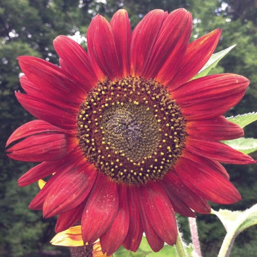 Velvet Queen, Sunflower Seeds | Urban Farmer