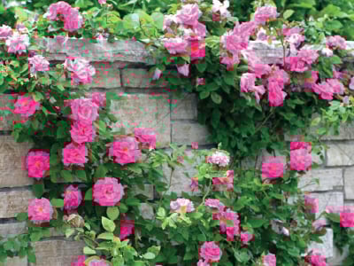 Pink Climbing, Rose Seeds | Urban Farmer