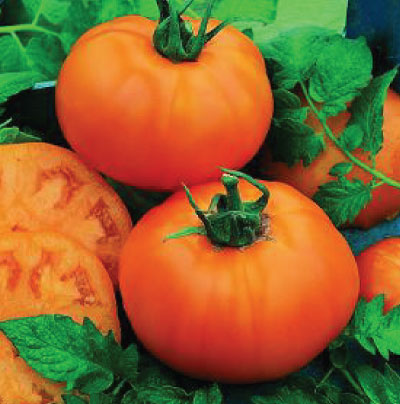 Chef's Choice Orange, (F1) Tomato Seeds | Urban Farmer