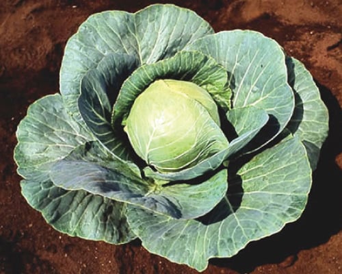 Stonehead, (F1) Cabbage Seeds | Urban Farmer