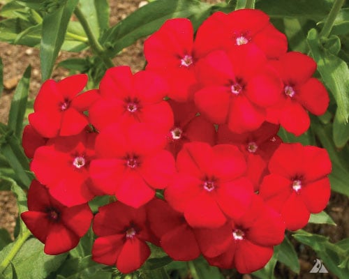 Red Annual, Phlox Seeds | Urban Farmer