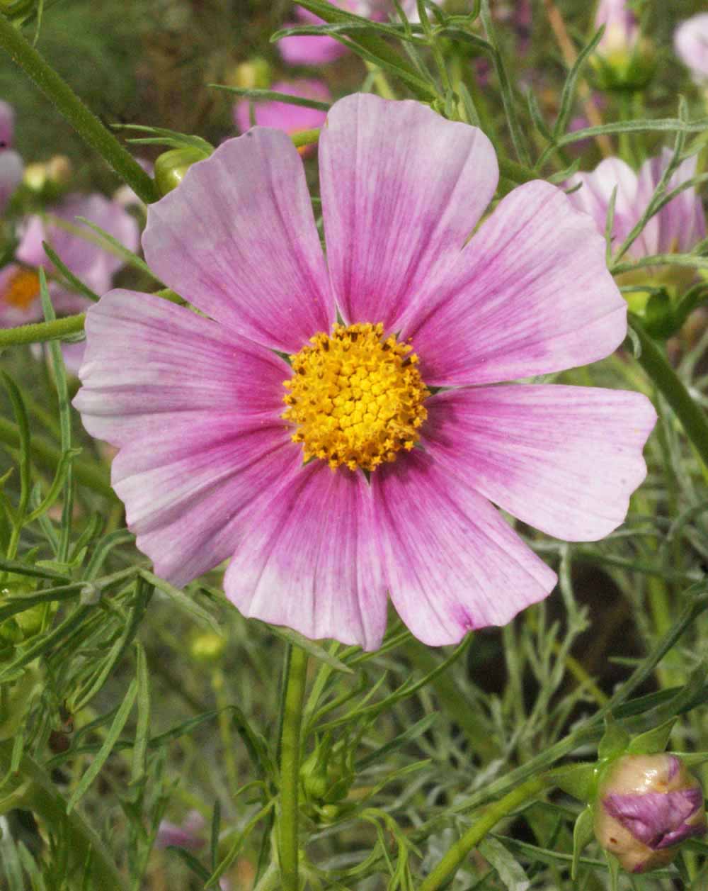 Daydream, Cosmo Seeds | Urban Farmer