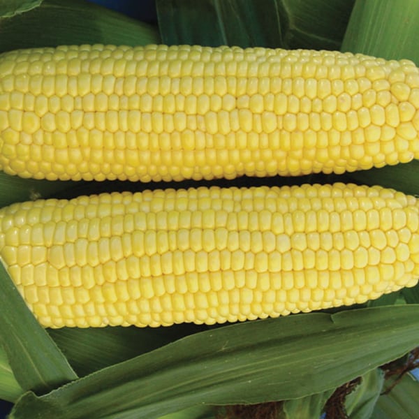Vision MXR, (F1) Corn Seed | Urban Farmer