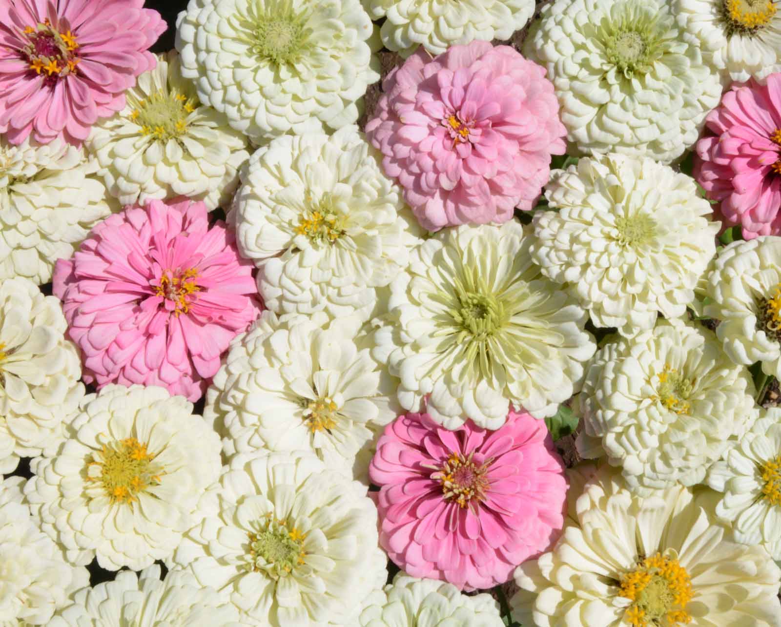 Blushing Bride, Zinnia Seeds | Urban Farmer