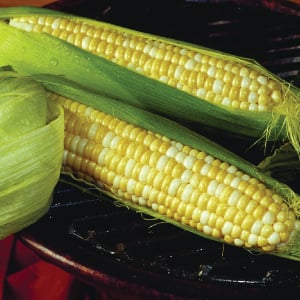 Trinity, (F1) Corn Seed | Urban Farmer