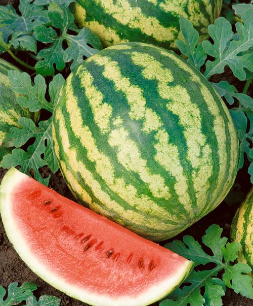 Tiger Doll, (F1) Watermelon Seeds | Urban Farmer