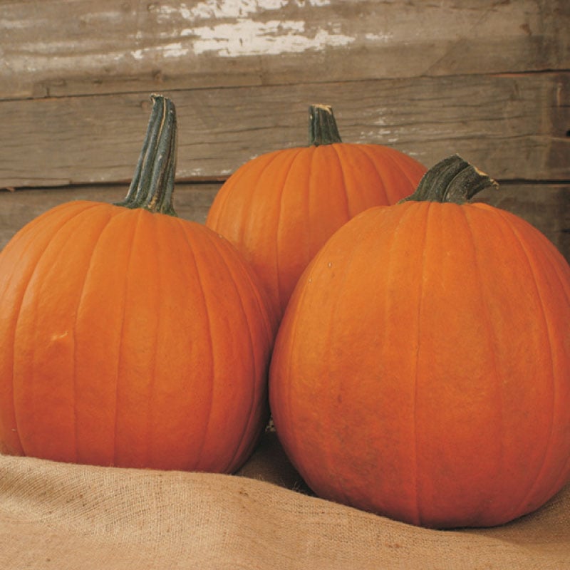 Challenger, (F1) Pumpkin Seeds | Urban Farmer