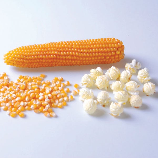 R400 Popcorn, (F1) Corn Seed | Urban Farmer