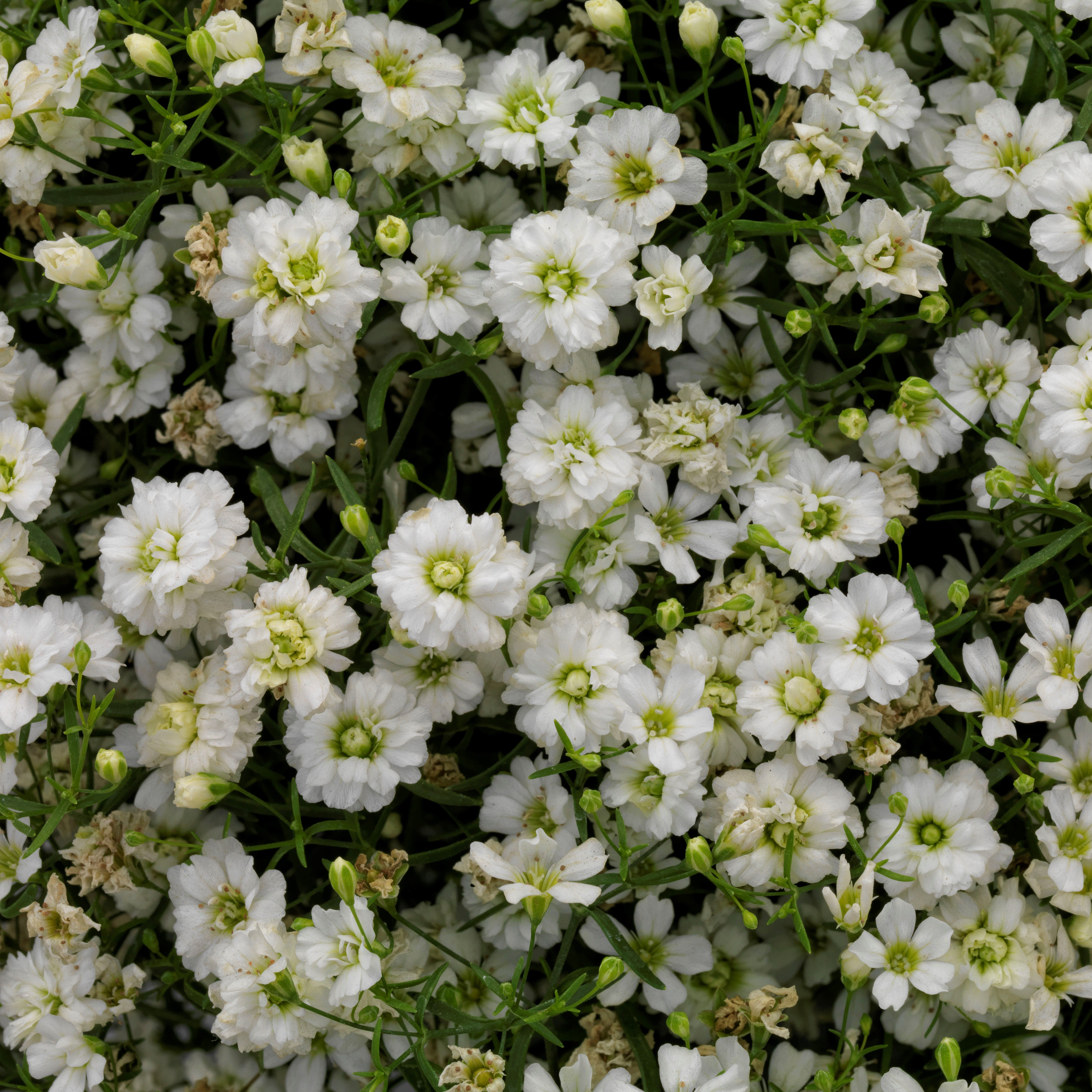 White Gypsy, Gypsophila Seeds | Urban Farmer