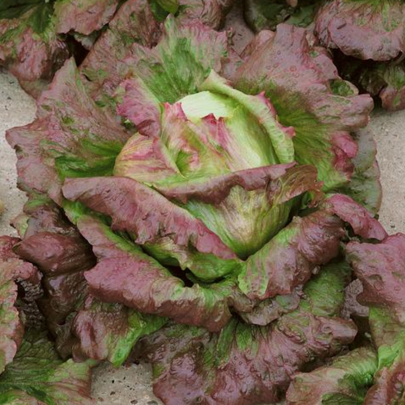 Chrystal Batavian, Lettuce Seeds | Urban Farmer