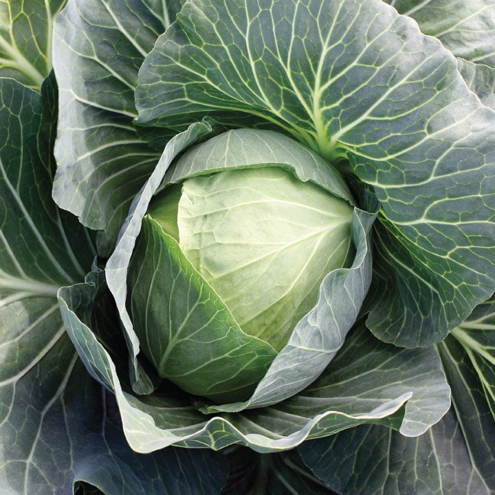 SuperStar, (F1) Cabbage Seeds | Urban Farmer