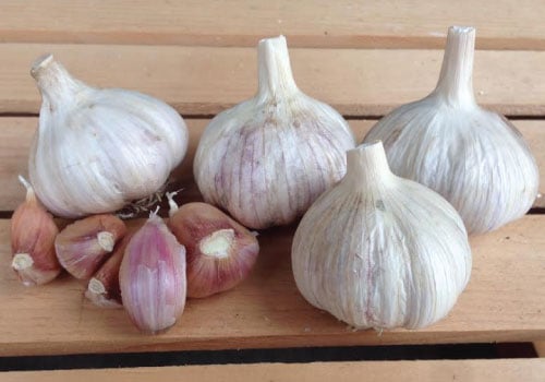 Italian Red, Garlic Bulbs | Urban Farmer