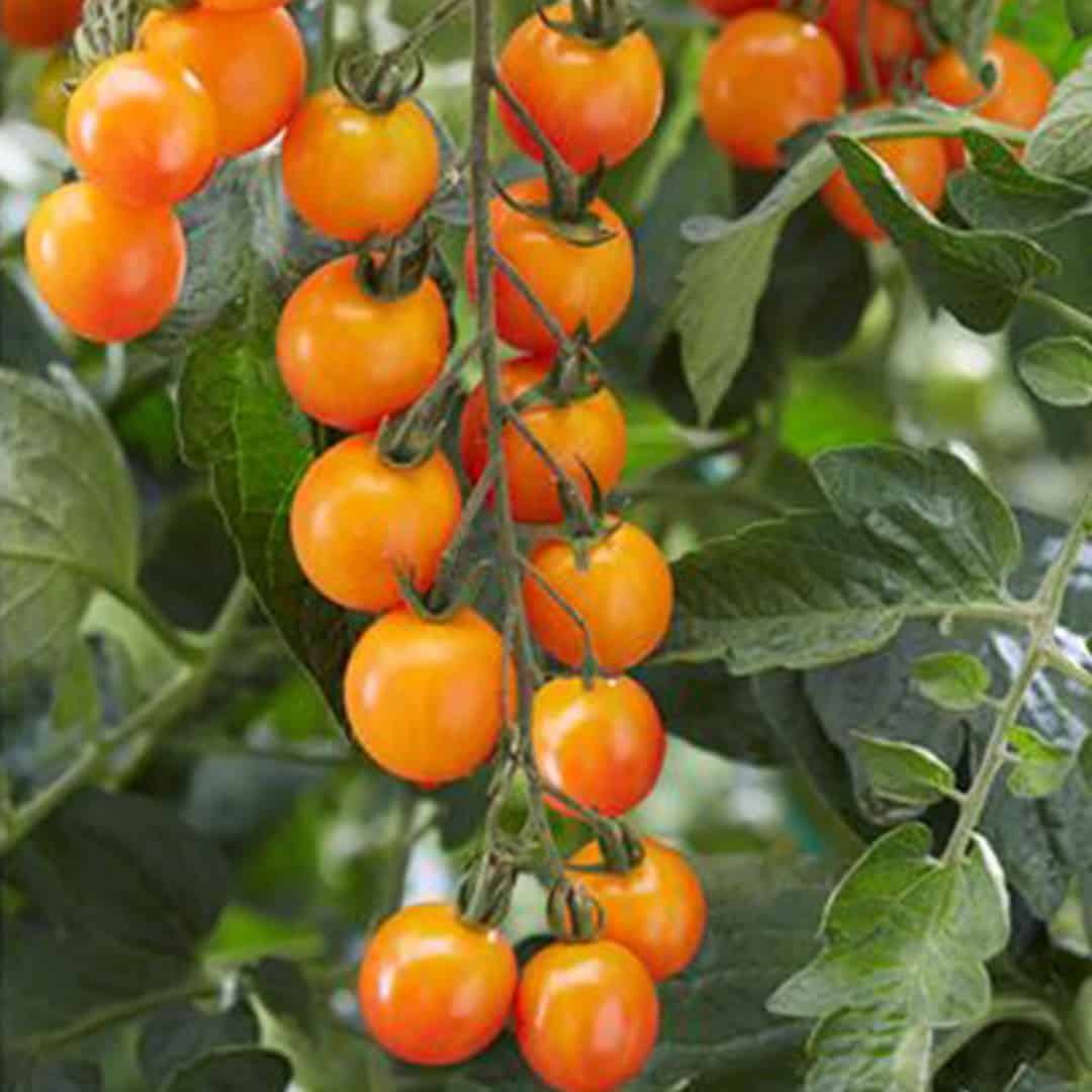 Profi Frutti™ Mandarin, (F1) Tomato Seeds | Urban Farmer