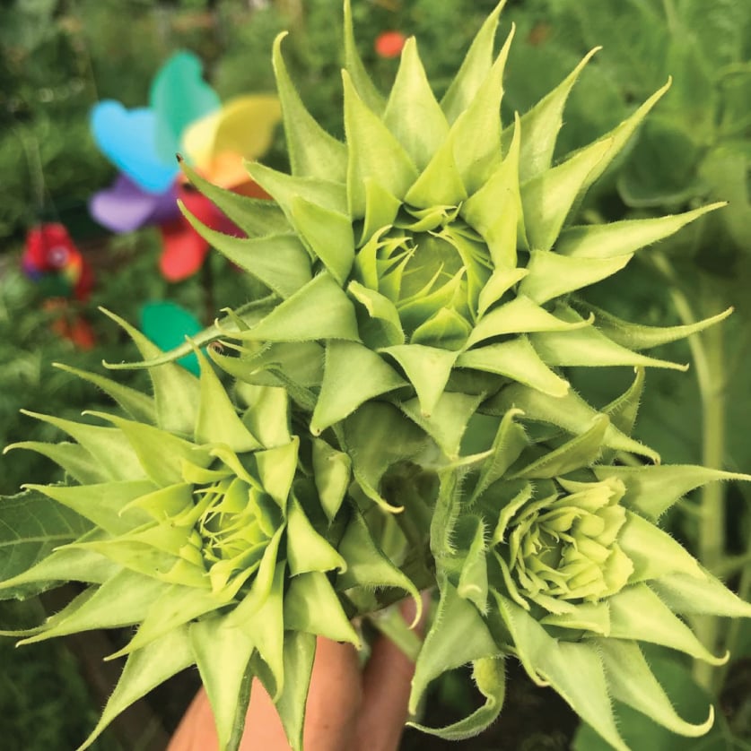 SunFill™ Green, (F1) Sunflower Seeds | Urban Farmer