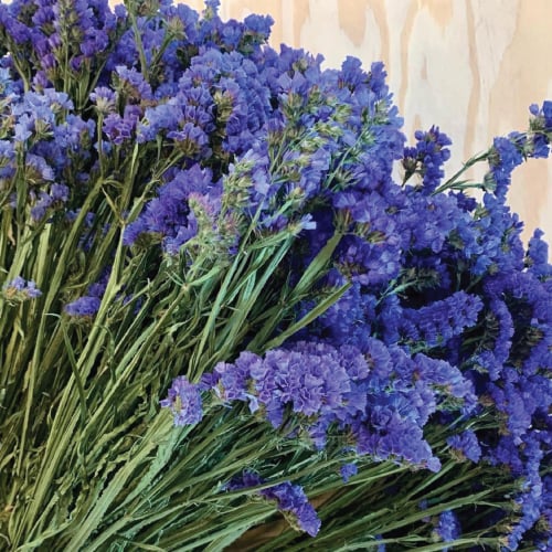 QIS Dark Blue, Statice Seeds | Urban Farmer