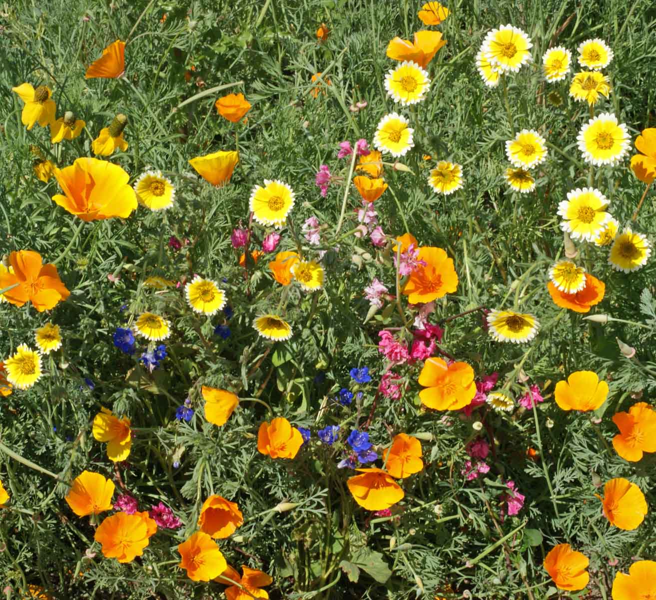Southwest Native Blend, Wildflower Seed | Urban Farmer