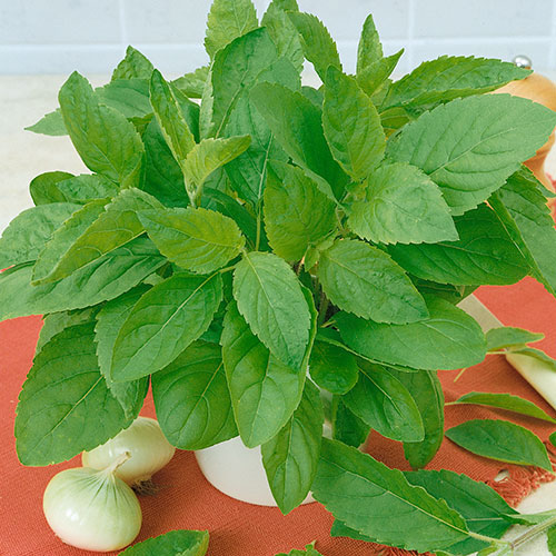 Common, Caraway Seeds | Urban Farmer