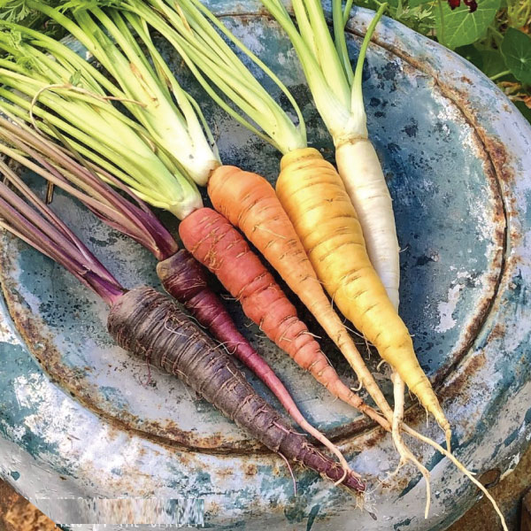 Rainbow Mix, Carrot Seeds | Urban Farmer