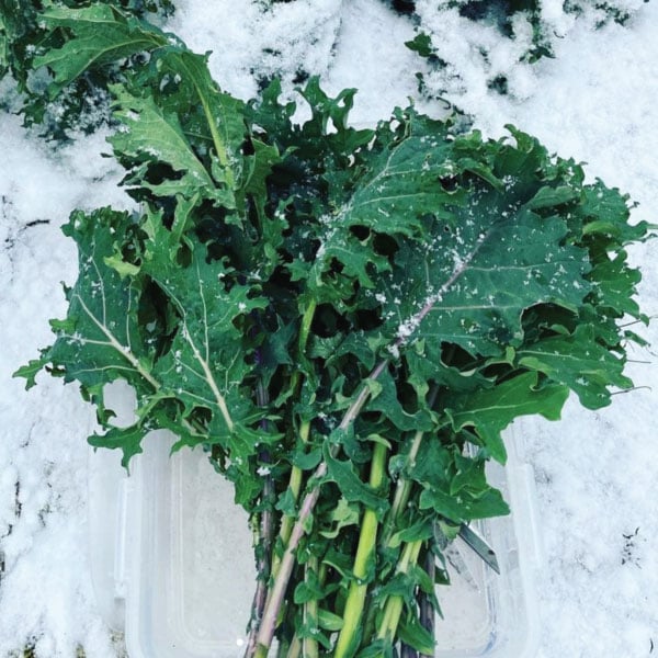 Red Russian, Organic Kale Seed | Urban Farmer