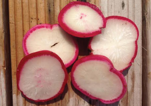 Early Scarlet Globe, Radish Seeds | Urban Farmer