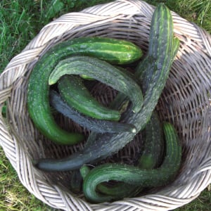 Suyo Long, Cucumber Seeds | Urban Farmer