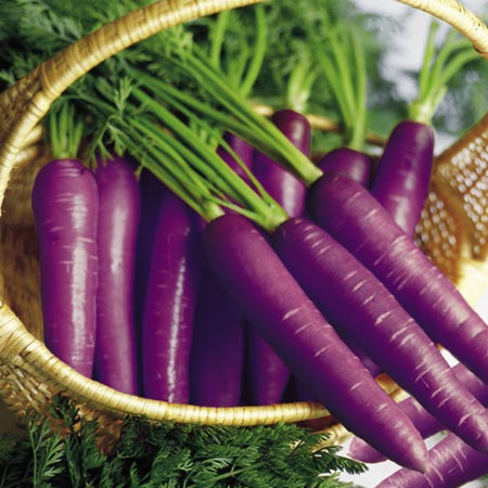 Cosmic Purple, Carrot Seeds | Urban Farmer