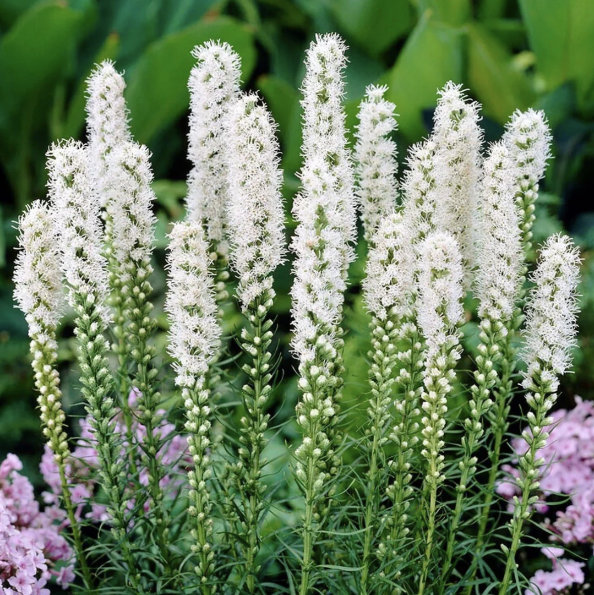 Dense Blazing Star 'Blazing White', Liatris Seeds | Urban Farmer