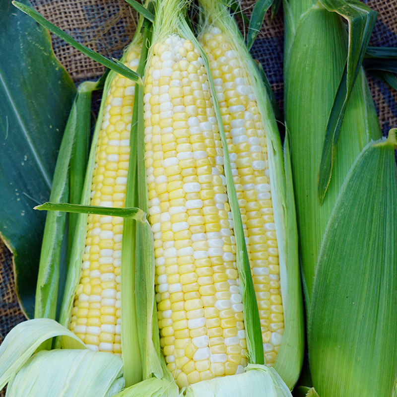Cameo, (F1) Corn Seed | Urban Farmer
