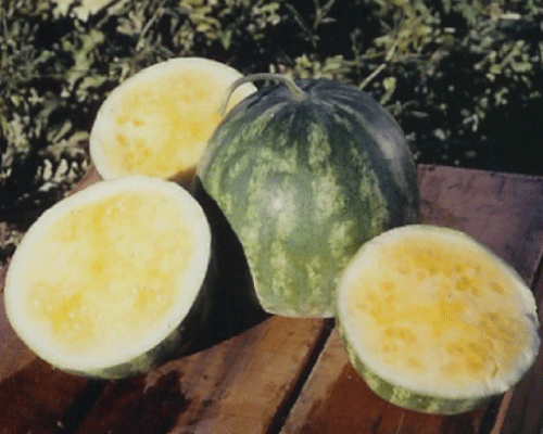 Triple Gold Seedless, Watermelon Seeds | Urban Farmer
